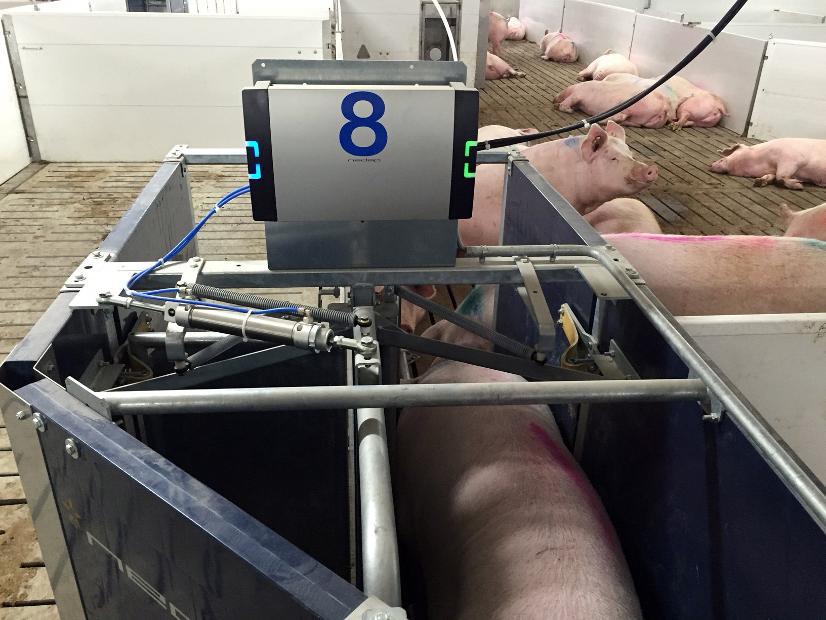 Electronic Sow Feeding – Crimson Lane Farms